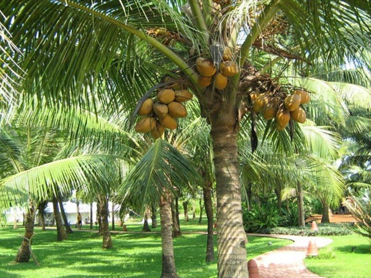 மலை தோட்டப்பயிரின் அரசன் ''பாக்கு'' சாகுபடி - மேம்படுத்தப்பட்ட தொழில் ...