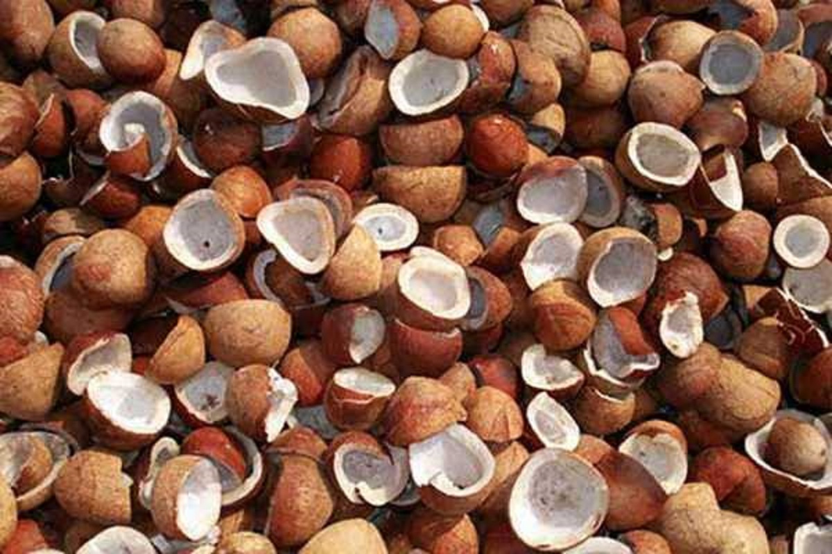 தேங்காய் விலை சரிவால், கொப்பரை உற்பத்தியில் விவசாயிகள் ஆர்வம்!