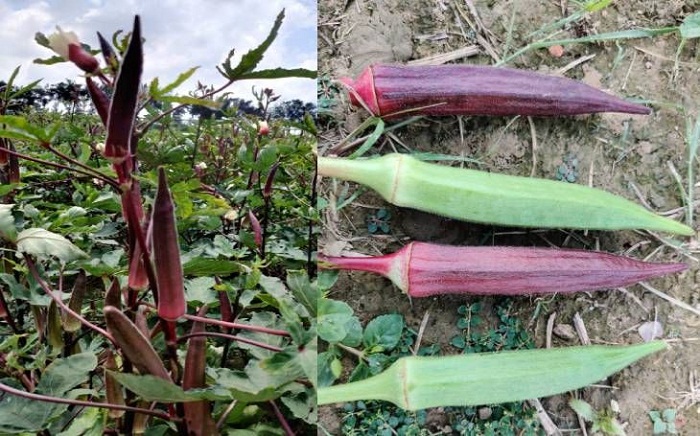 ஒரு கிலோ ரூ.800 என்று விற்பனையாகும் சிவப்பு வெண்டைக்காய்!