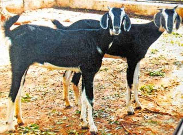 ஆடு வளர்ப்பின் நன்மைகள் , கொட்டகை அமைப்பும், பராமரிப்பும் மற்றும் ...