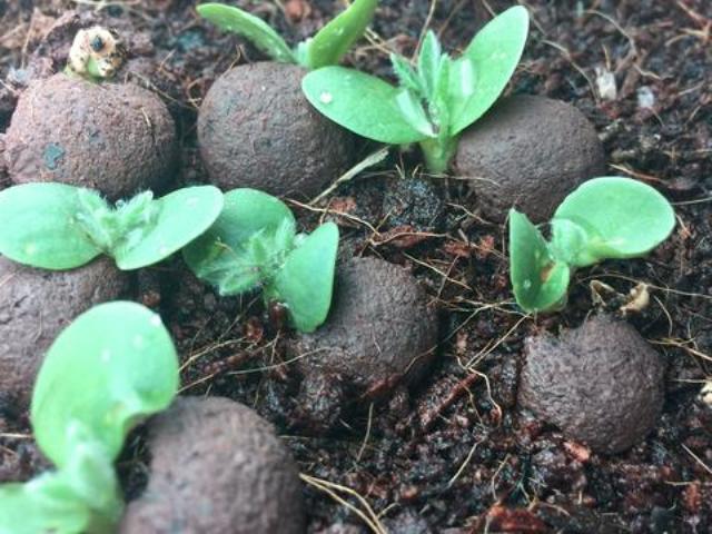 விதைப்போம், விந்தை செய்வோம் விதை பந்தை கொண்டு விருட்சங்களை உருவாக்குவோம்