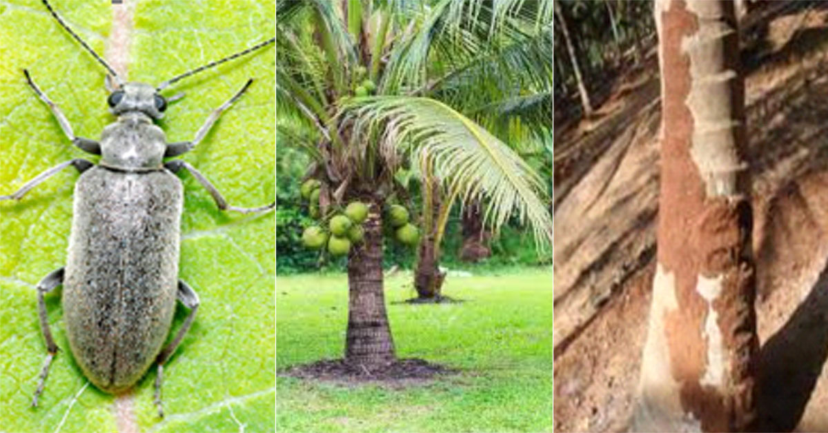 தென்னை மரத்தை தாக்கும் முக்கிய பூச்சிகளும் மற்றும் அதன் மேலாண்மை முறைகளும்!