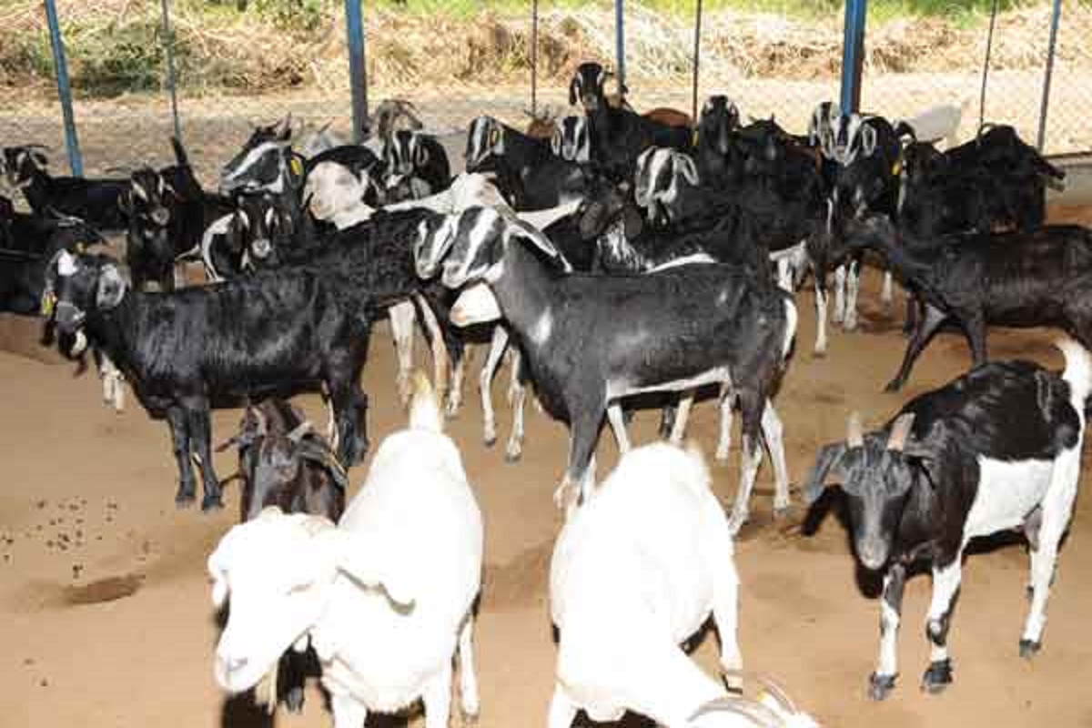 இனி கவலையில்லை! ஆடுகளை வாங்க, விற்க வந்துவிட்டது ஆடு வங்கித் திட்டம்!